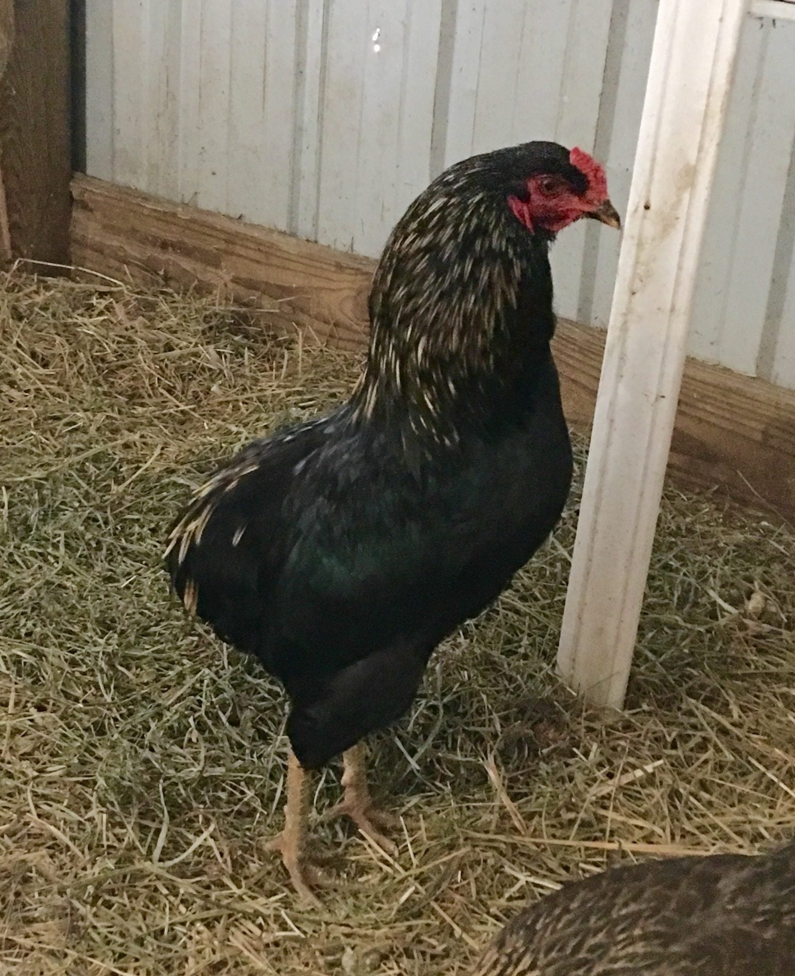 Is this a Collonca or Ameraucana rooster? | BackYard Chickens - Learn ...