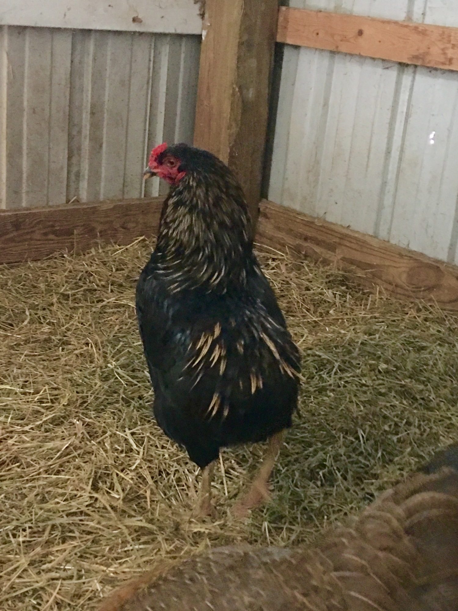 Is this a Collonca or Ameraucana rooster? | BackYard Chickens - Learn ...