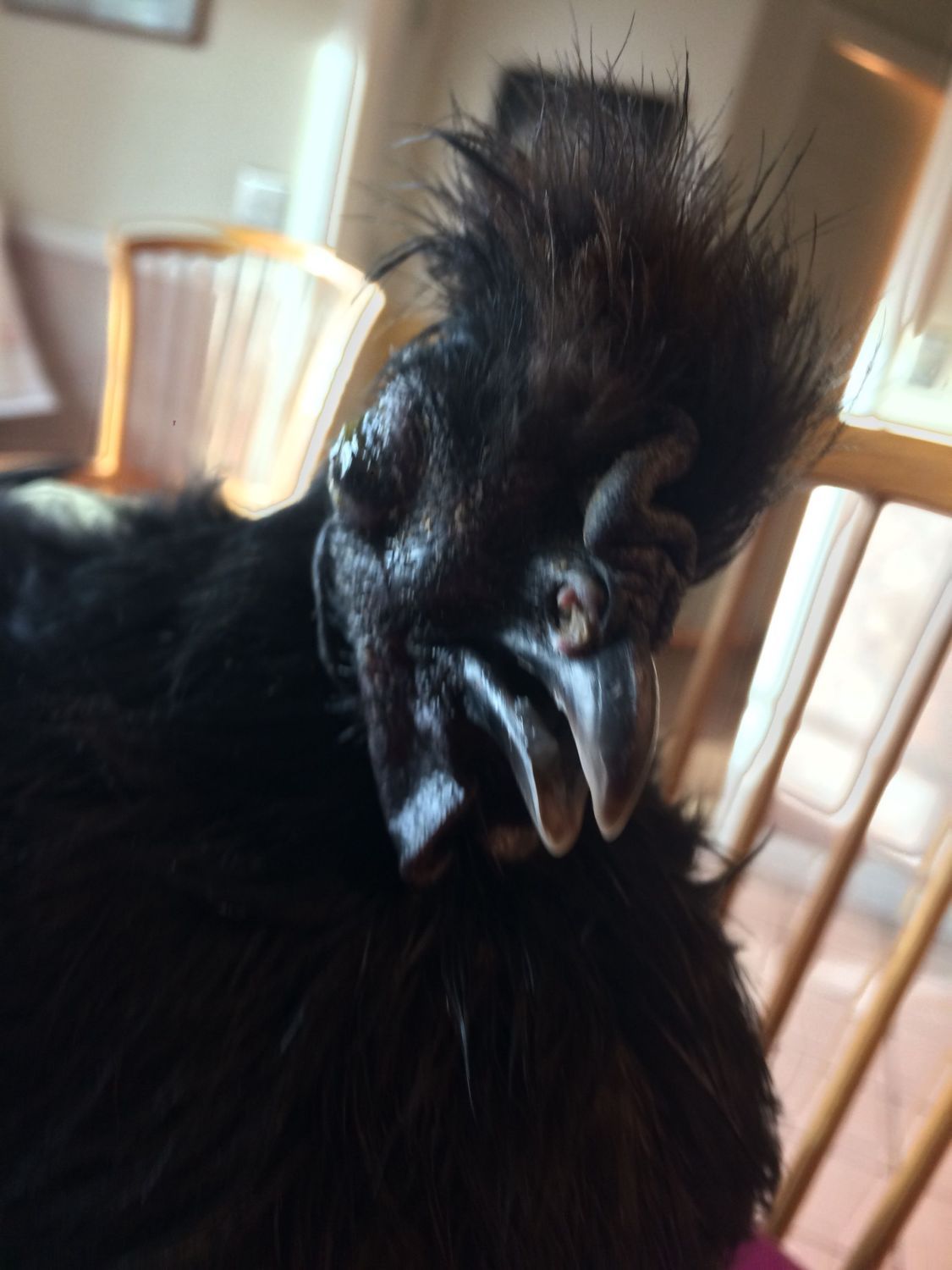 Trauma or disease in Silkie hen? | BackYard Chickens - Learn How to ...