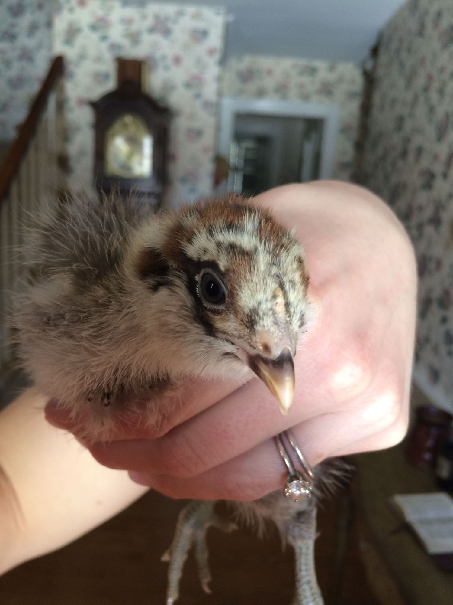 Comparing Comb sizes in Chicks | BackYard Chickens - Learn How to Raise ...