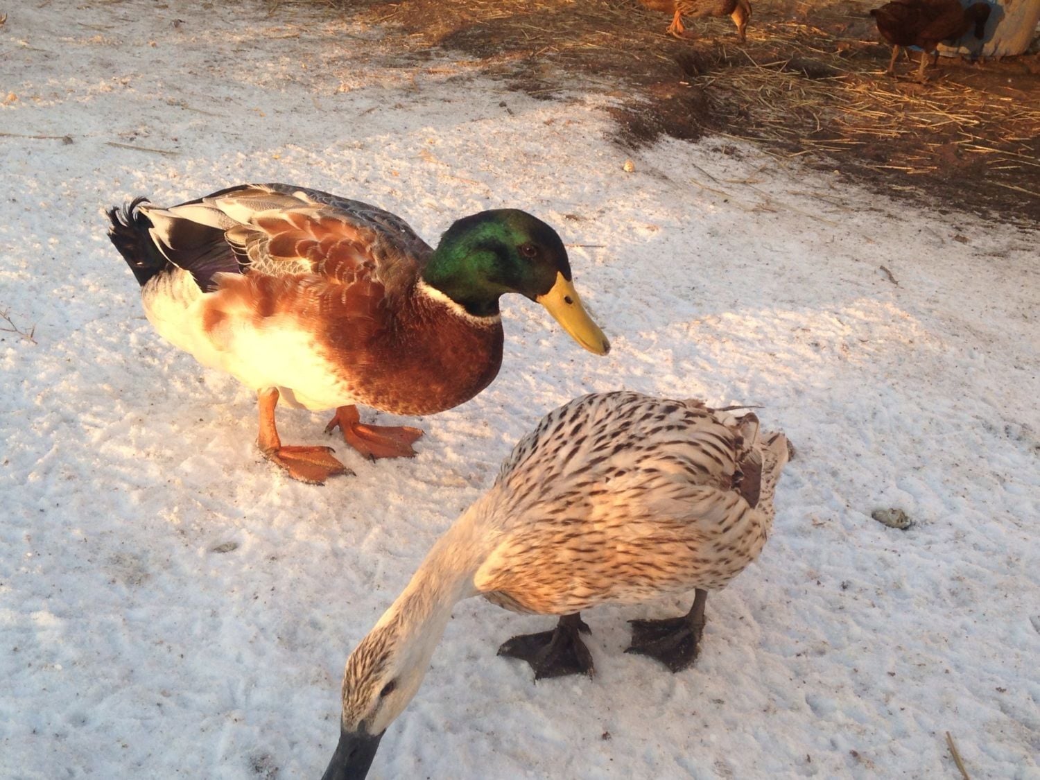 Welsh harlequins from Metzer's | BackYard Chickens - Learn How to Raise ...