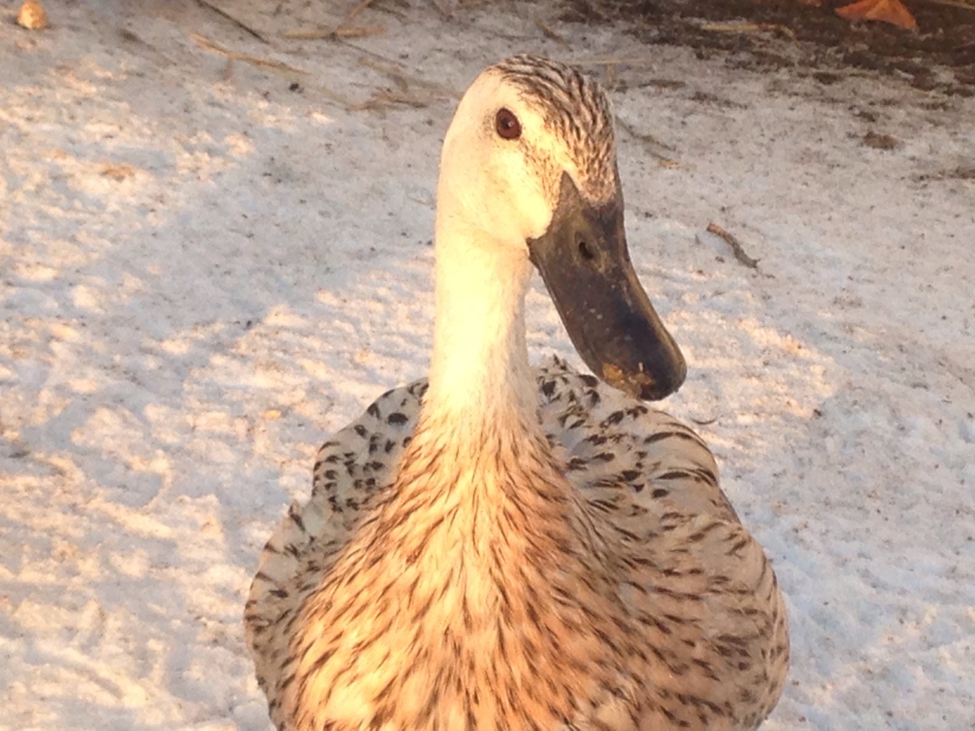 Welsh harlequins from Metzer's | BackYard Chickens - Learn How to Raise ...