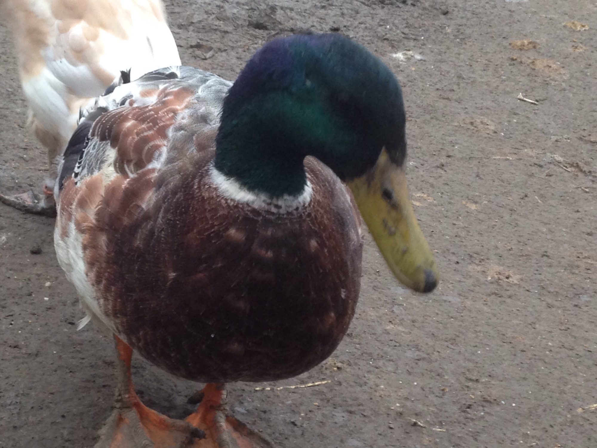 Welsh harlequins from Metzer's | BackYard Chickens - Learn How to Raise ...