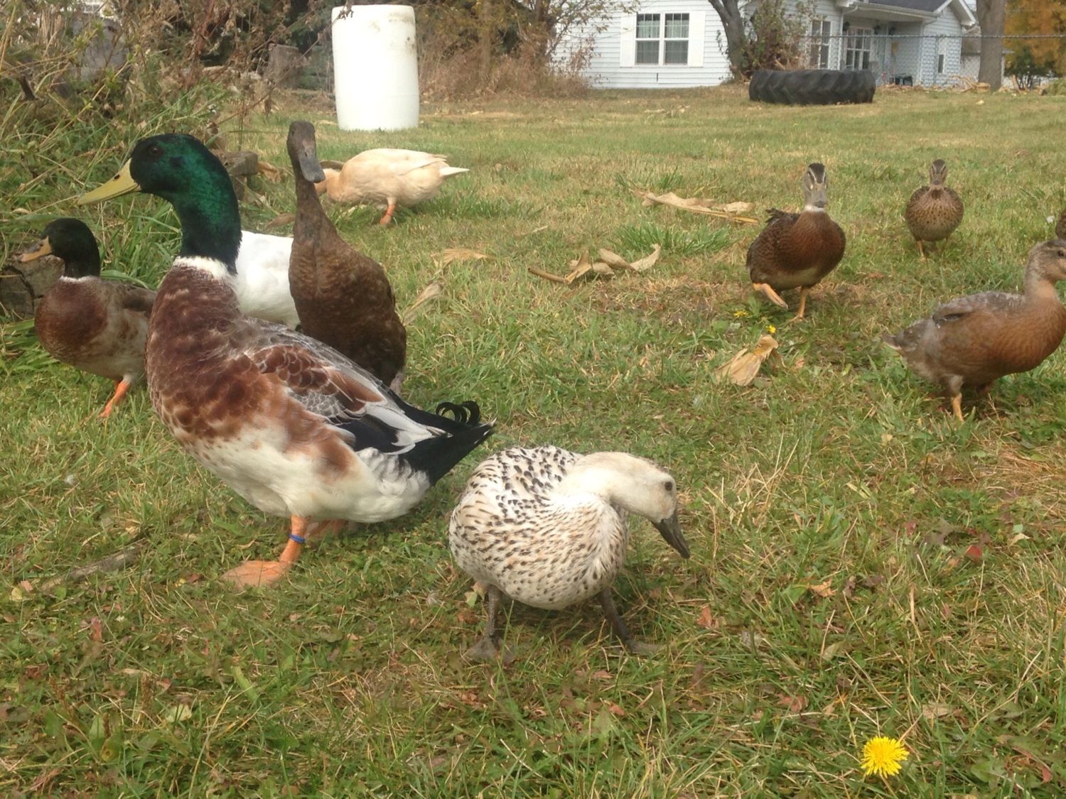 Welsh harlequins from Metzer's | BackYard Chickens - Learn How to Raise ...