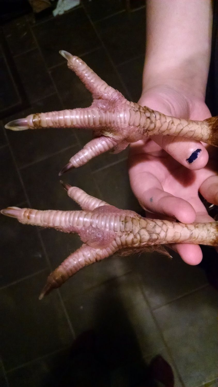 Swollen, blistered feet | BackYard Chickens - Learn How to Raise Chickens