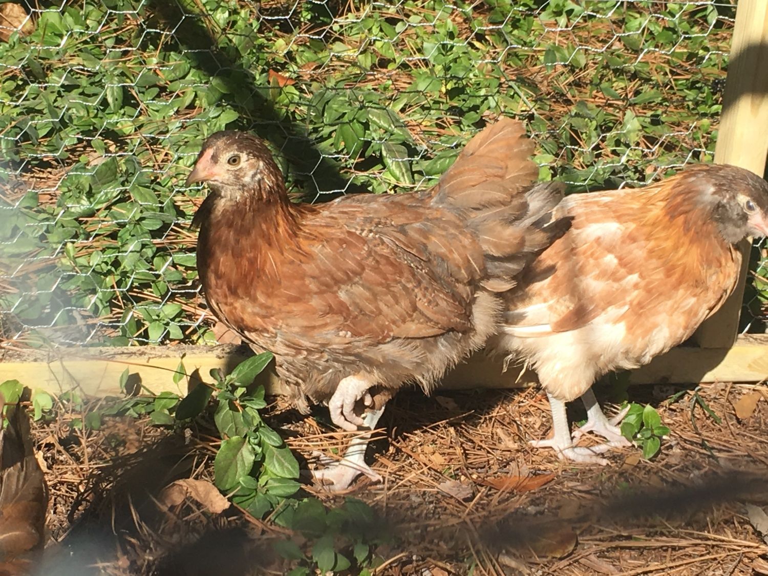 To beard or not to beard?? | BackYard Chickens - Learn How to Raise ...