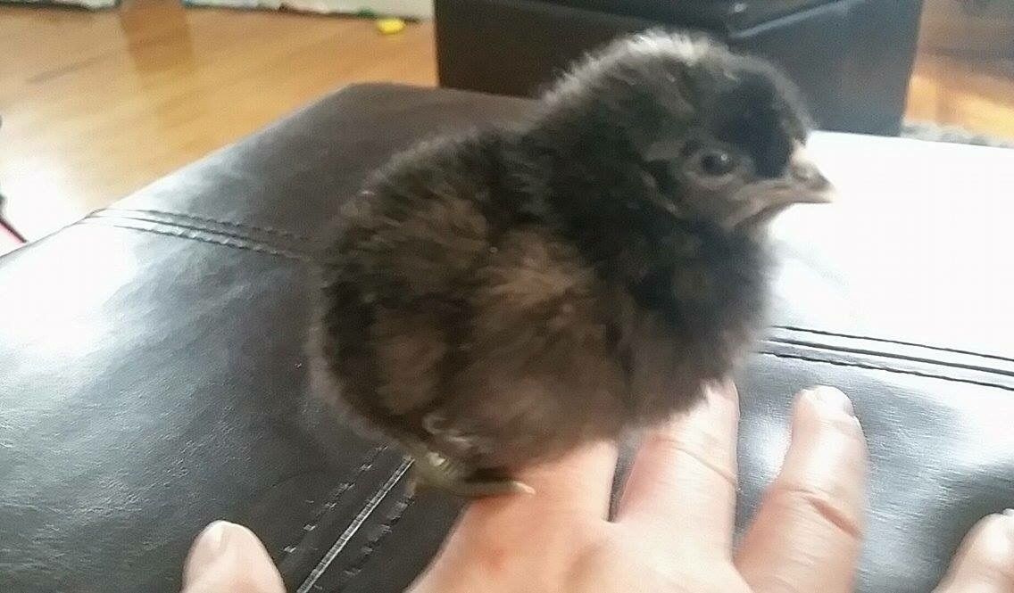 Ideas on breed of 3 week old chicks | BackYard Chickens - Learn How to ...