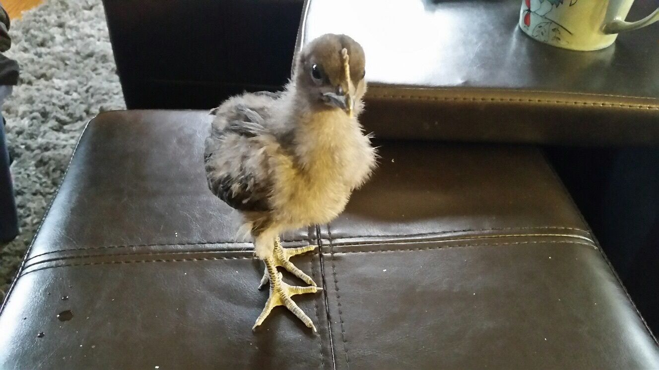 Ideas on breed of 3 week old chicks | BackYard Chickens - Learn How to ...