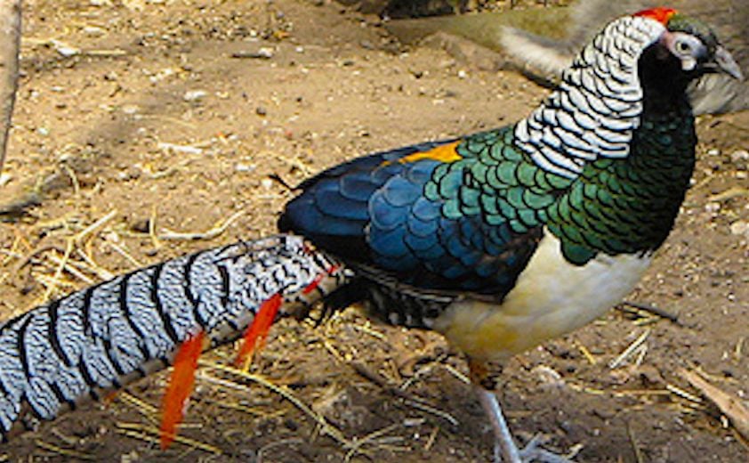 Lady Amherst Pheasant