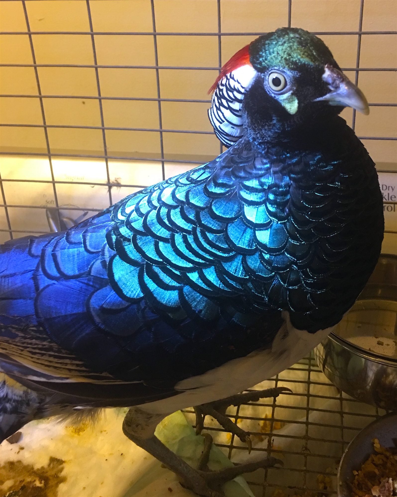 Lady Amherst Pheasant