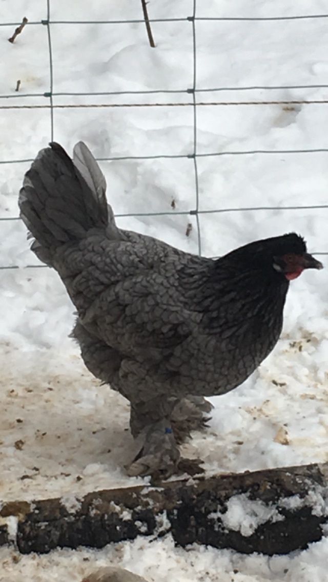 Breda fowl | BackYard Chickens - Learn How to Raise Chickens