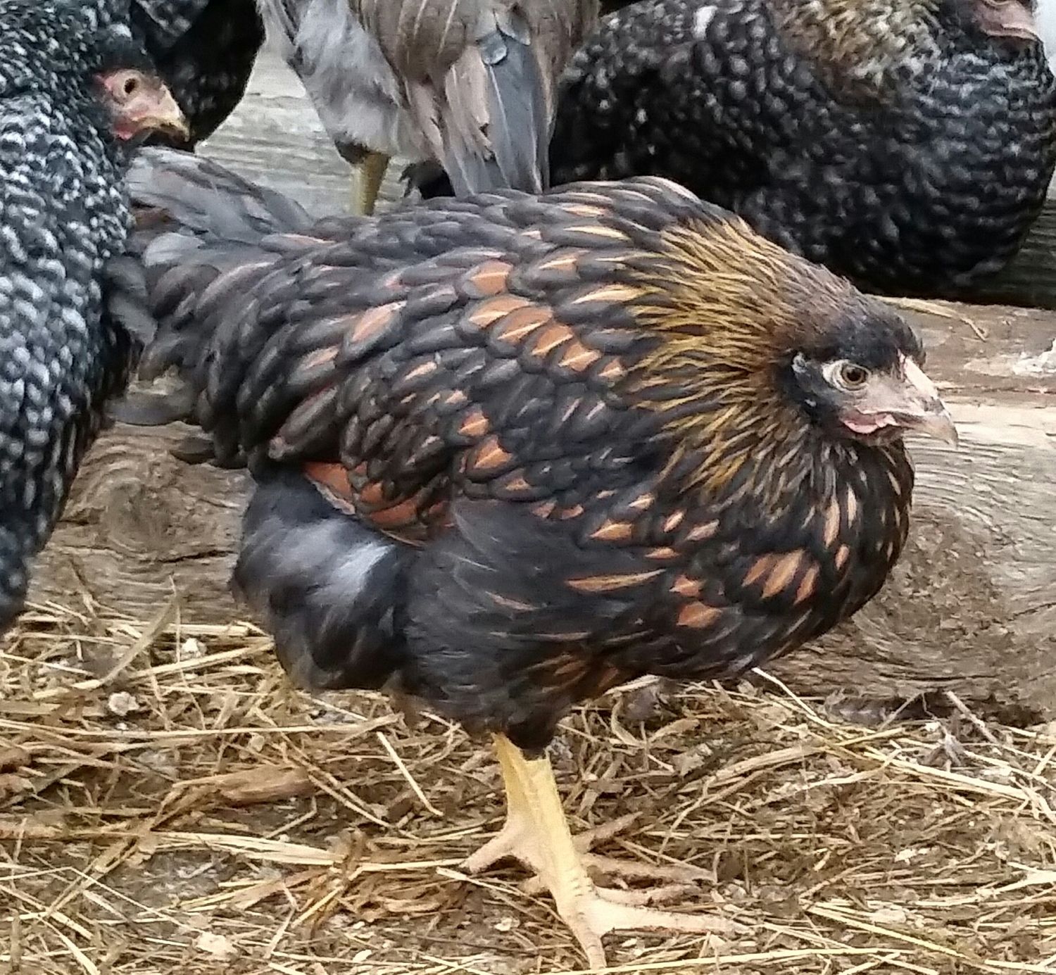 Breed guesses? Meyer rare breed pullets | BackYard Chickens - Learn How ...