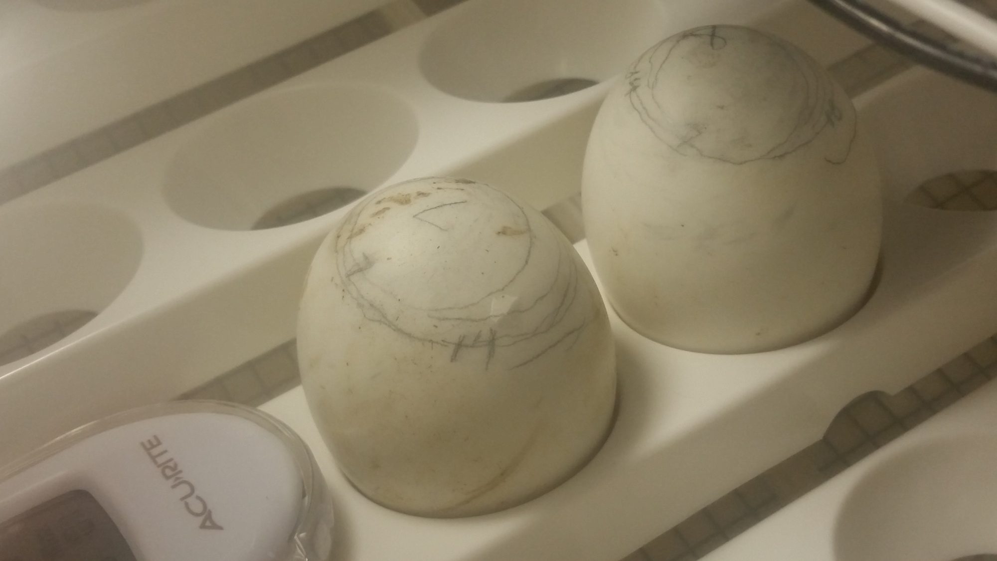 Is this a pip? | BackYard Chickens - Learn How to Raise Chickens