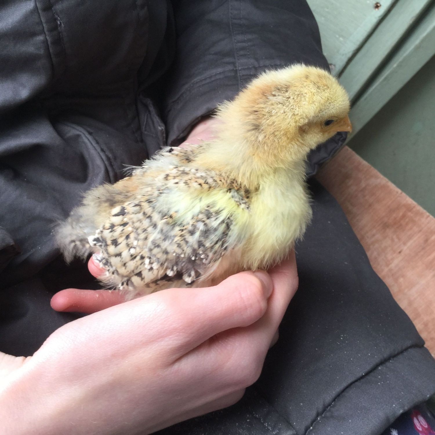 Sexing Partridge Wyandotte Chicks | BackYard Chickens - Learn How to ...