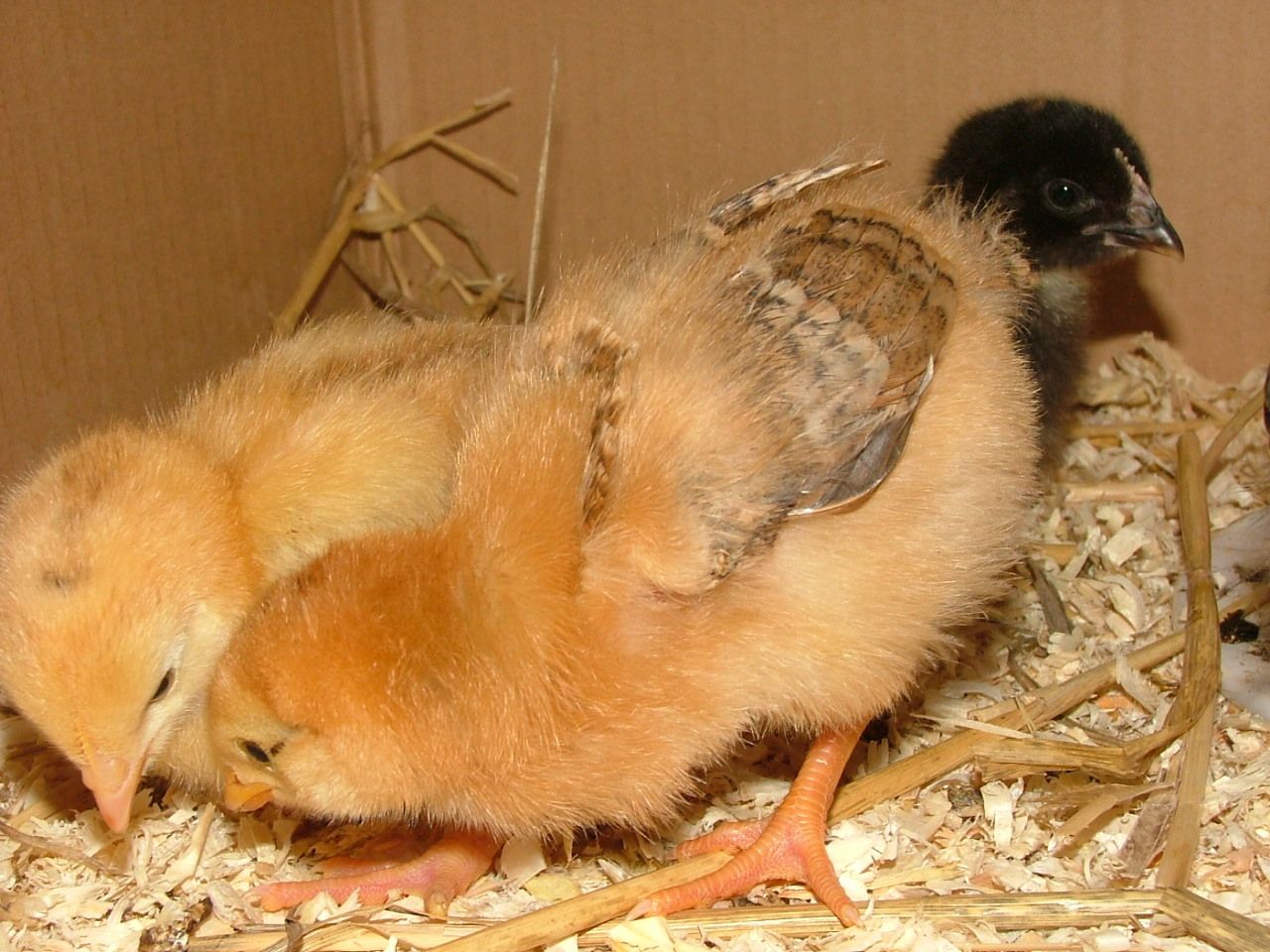 4 Chicks -2 Harco, 2 Isa Brown, need confirmation on sex | BackYard ...