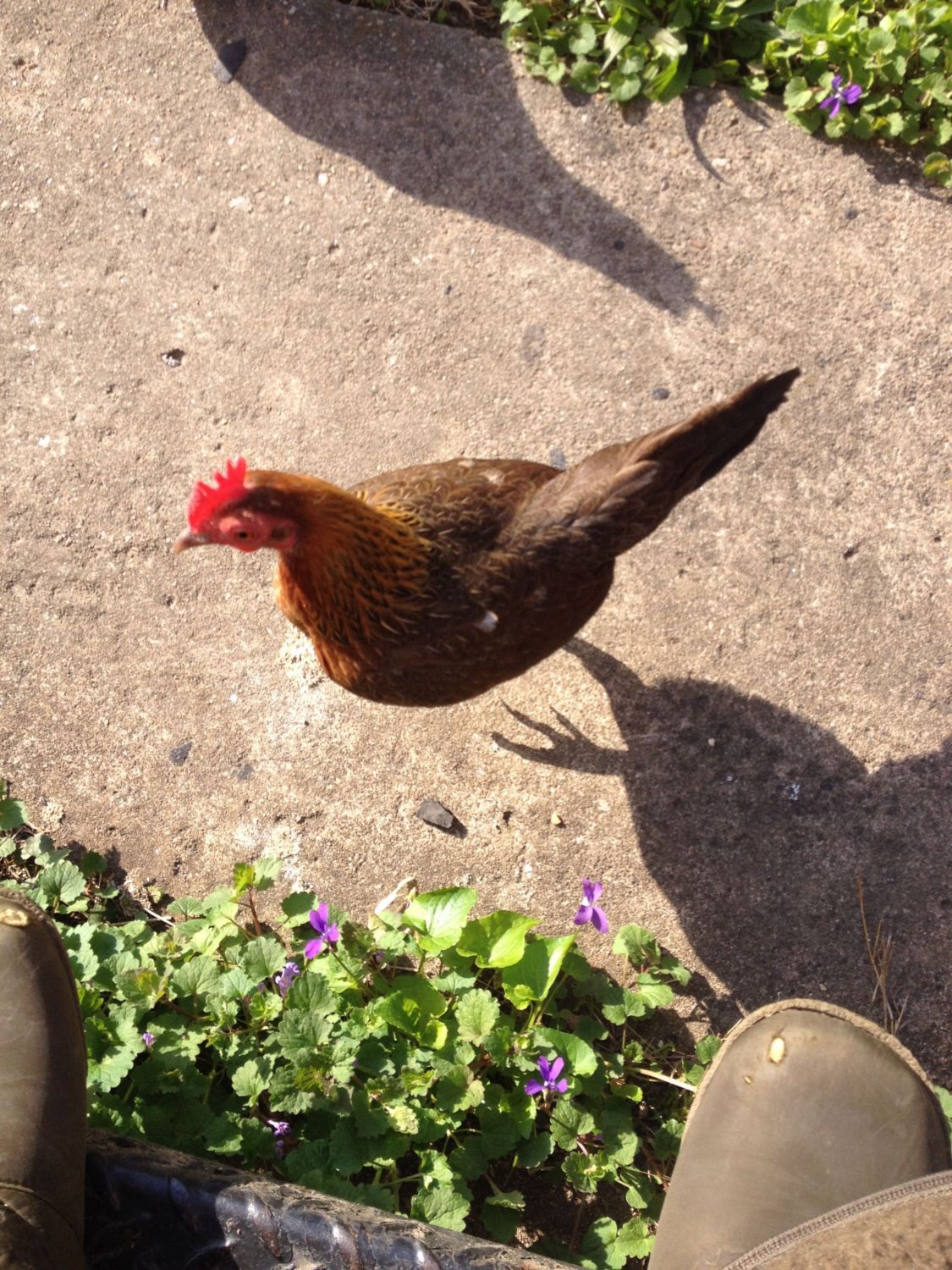 Teeny-Tiny Round Mystery Chicken | BackYard Chickens - Learn How to ...