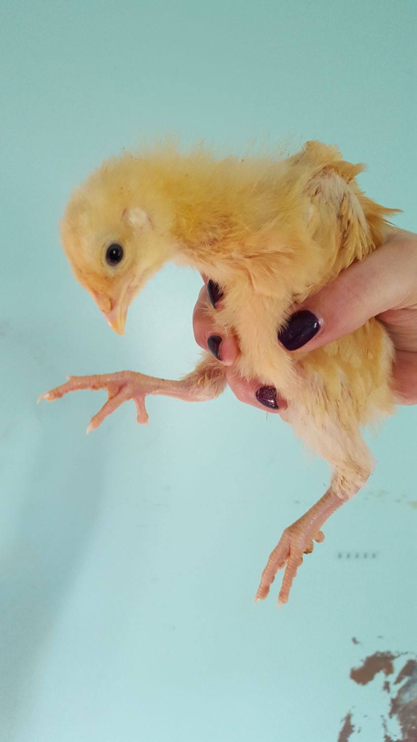 Buff Orpington or Cornish Rock? | BackYard Chickens - Learn How to ...