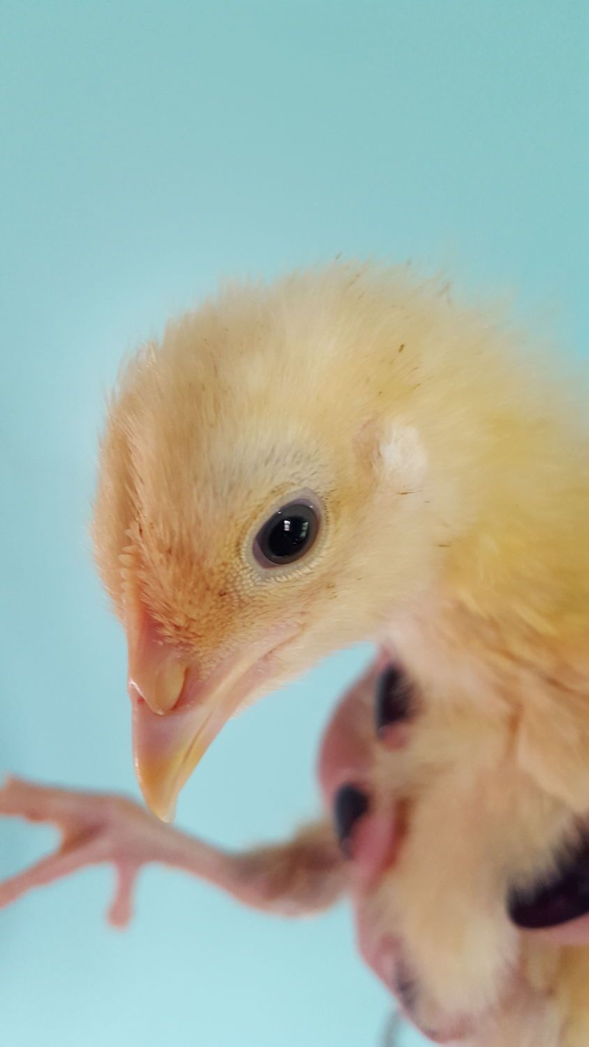 Buff Orpington or Cornish Rock? | BackYard Chickens - Learn How to ...