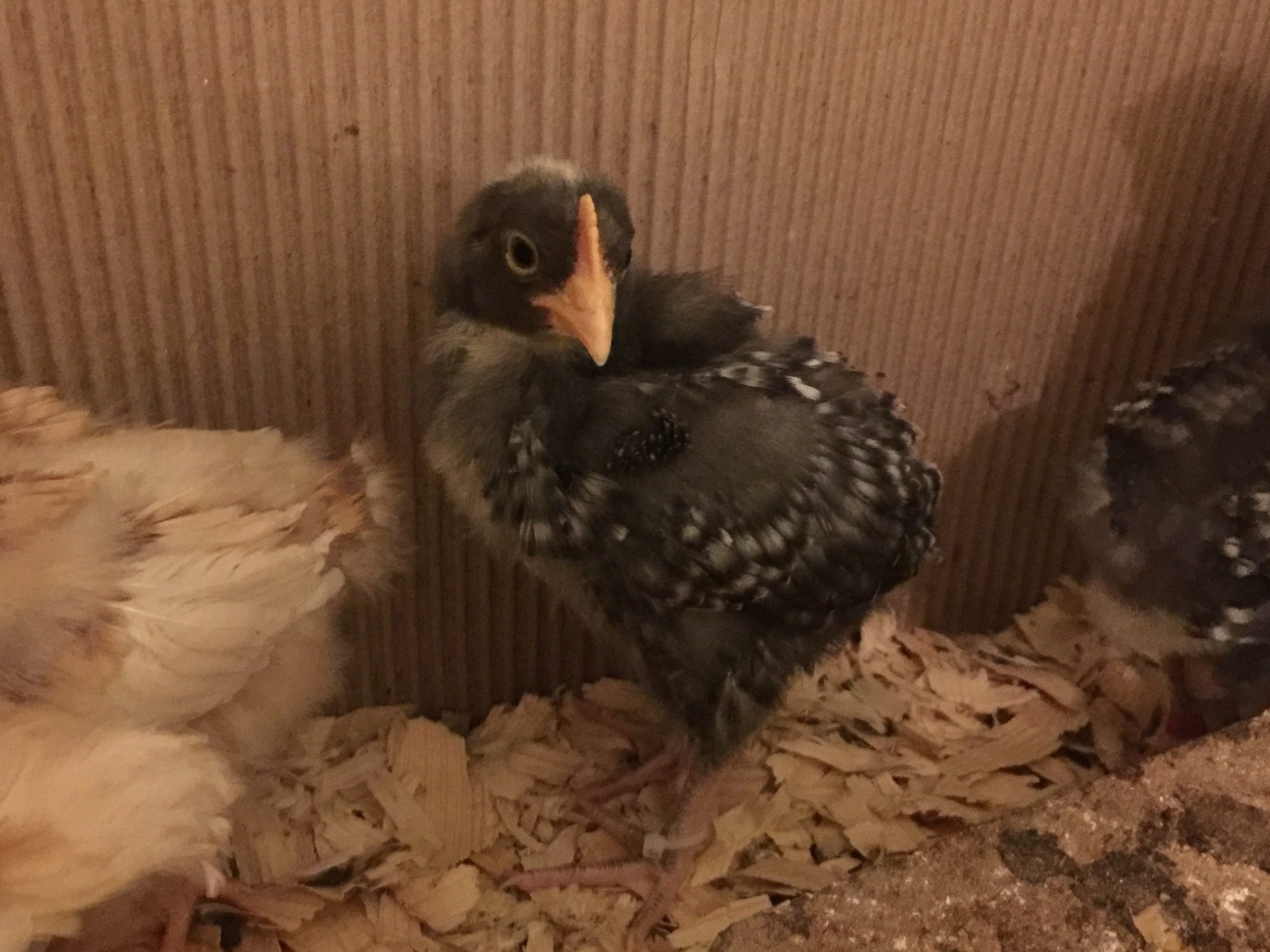 Large comb on 3 week old chick, does it have to be a cockerel ...
