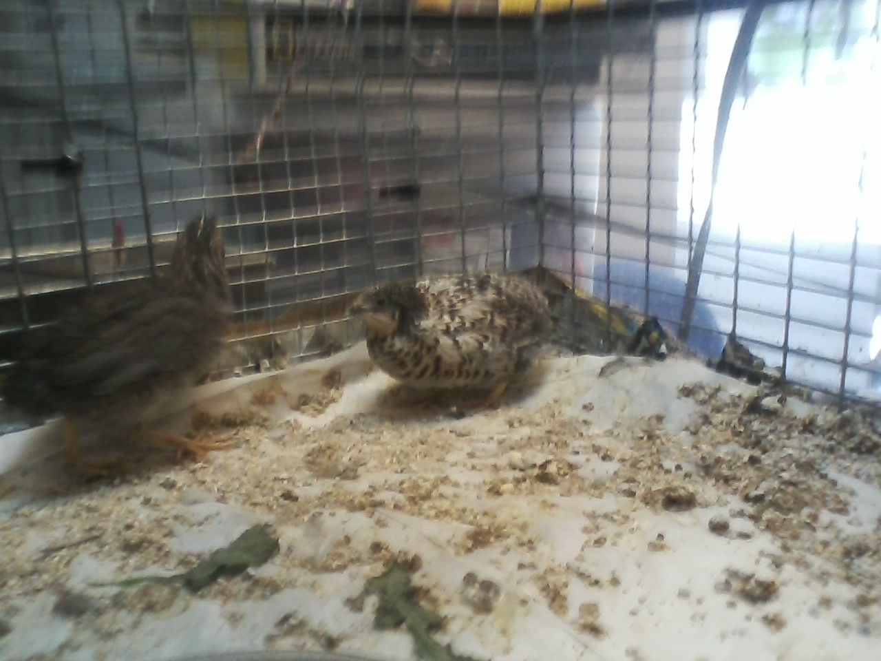 Button quail male or female? | BackYard Chickens - Learn How to Raise ...