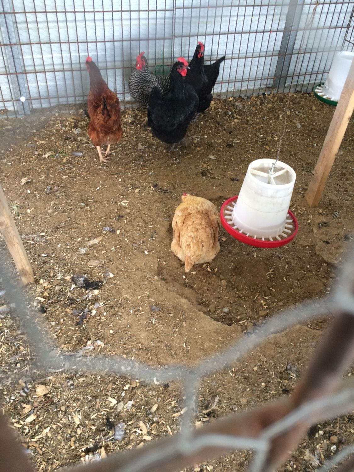 Hen being picked on | BackYard Chickens - Learn How to Raise Chickens