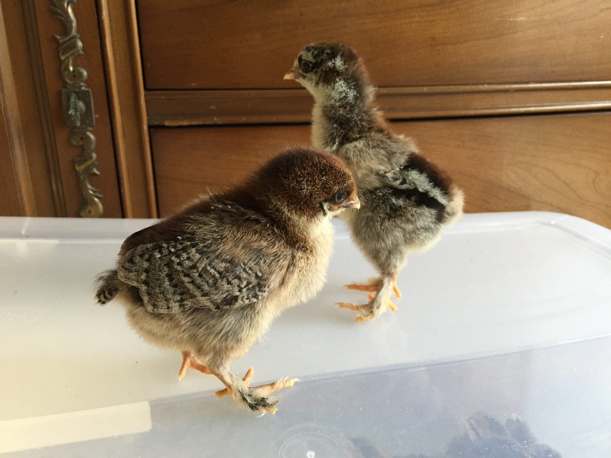 dark brahma chicks