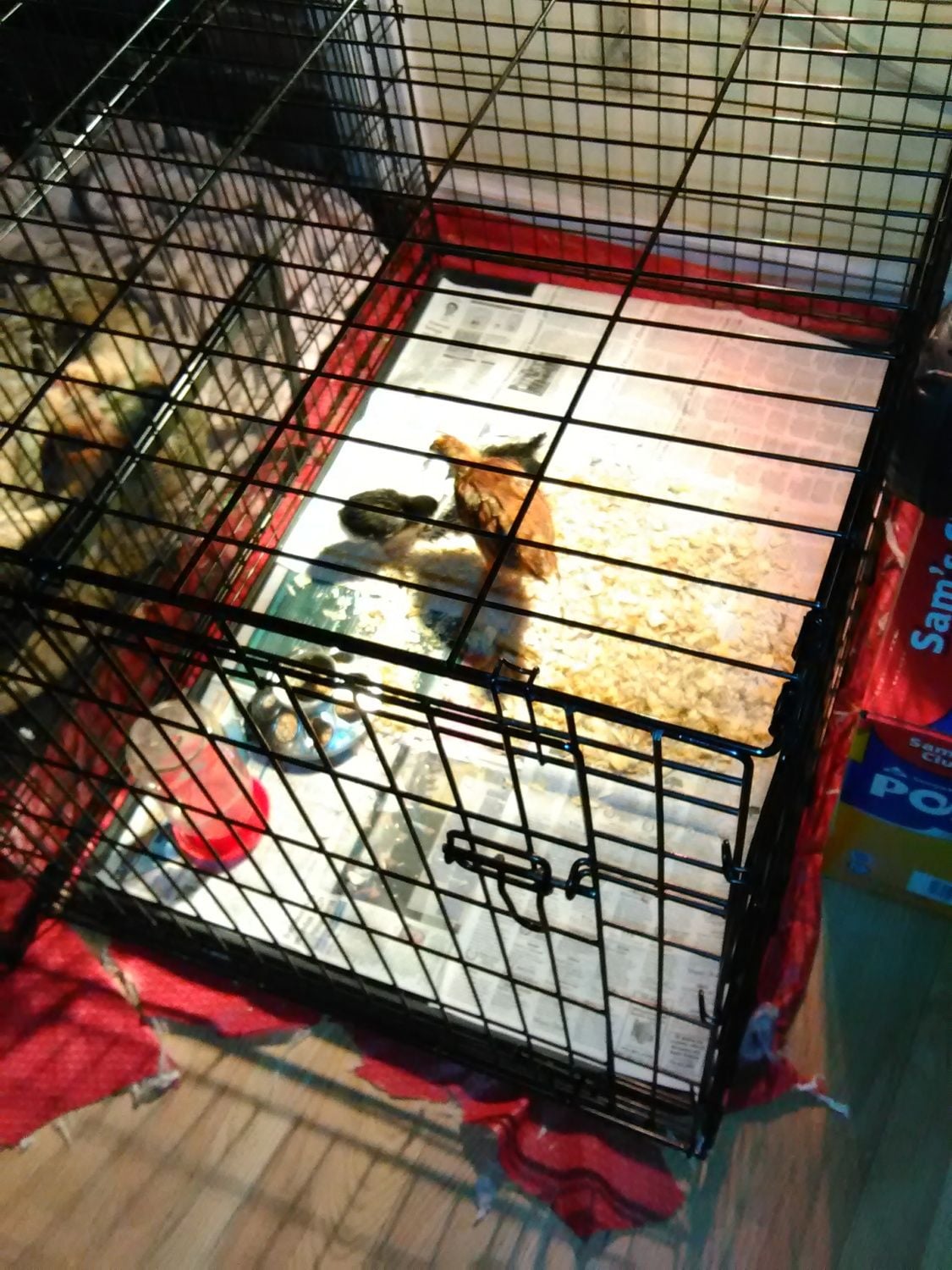 6 week old chick care | BackYard Chickens - Learn How to Raise Chickens