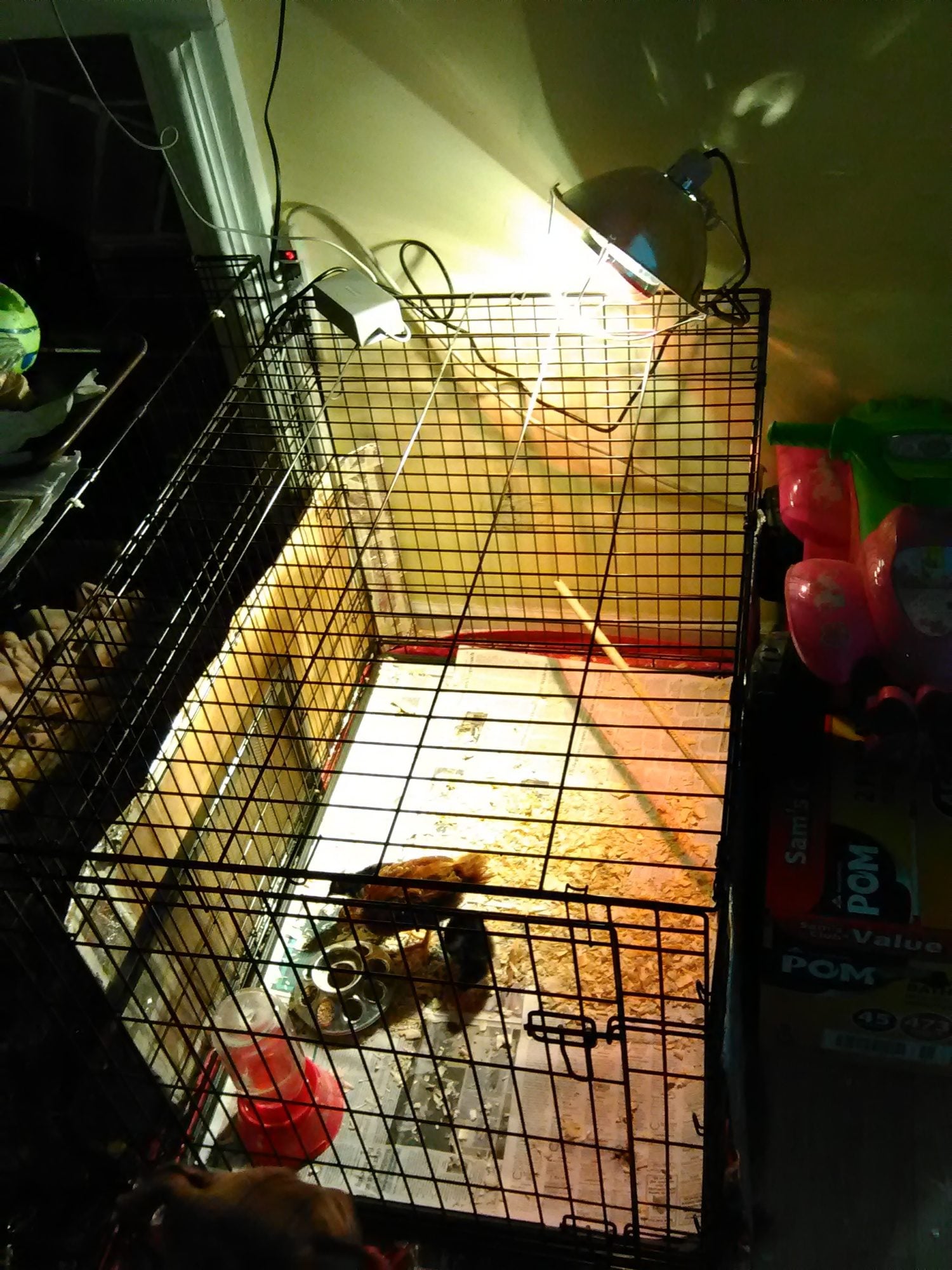 6 week old chick care | BackYard Chickens - Learn How to Raise Chickens