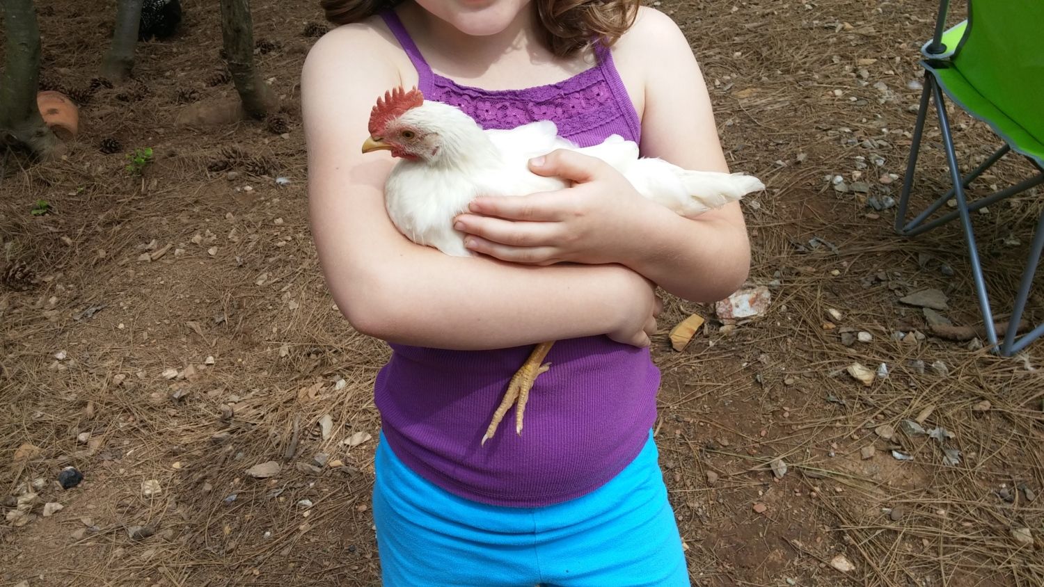 8 Week Old Lester the Leghorn Rooster looking for a home in North ...