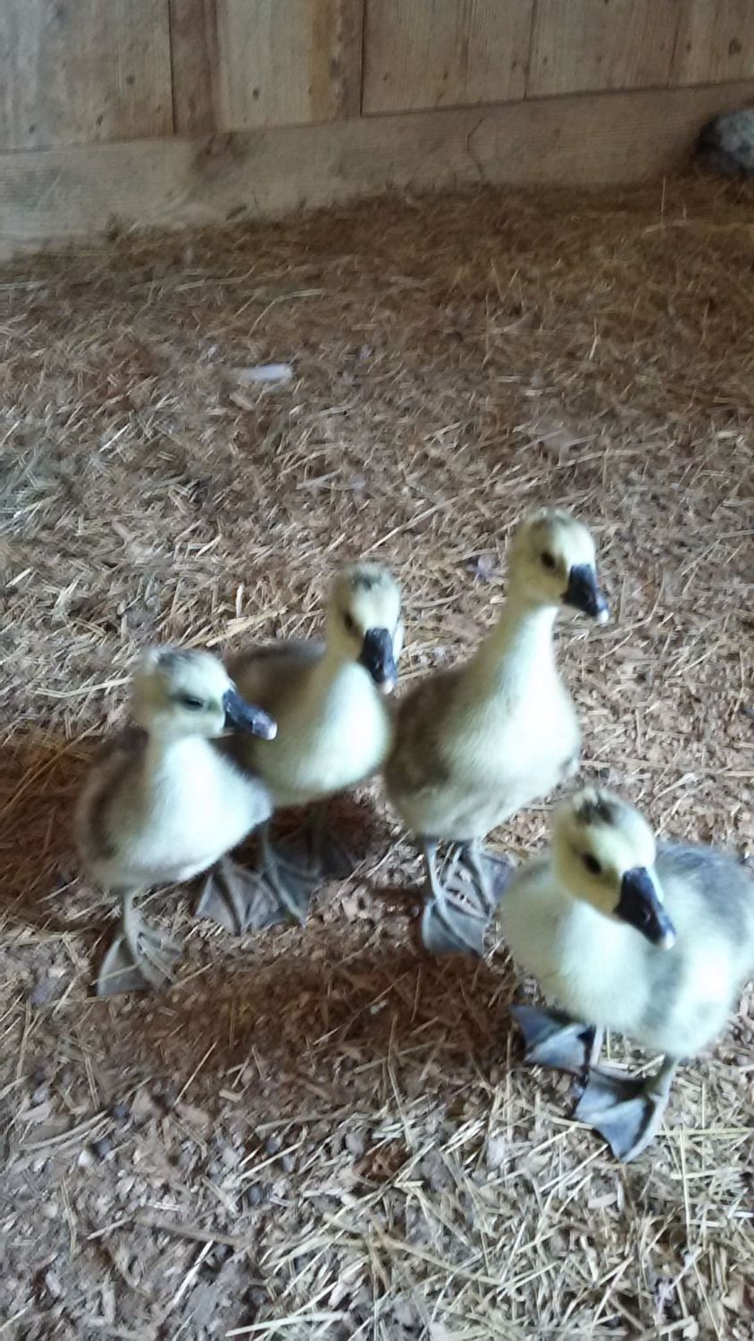 How To Tell The Sex Of An African Goose Backyard Chickens Learn How To Raise Chickens