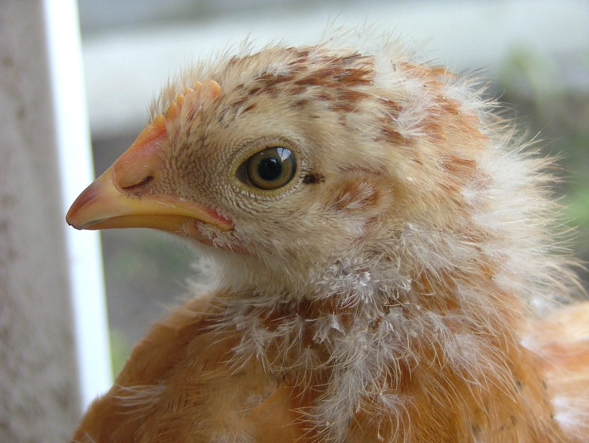 4 Chicks -2 Harco, 2 Isa Brown, need confirmation on sex | Page 2 ...