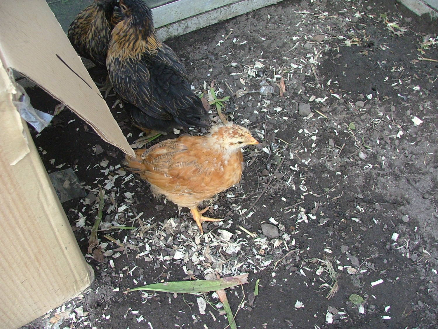 4 Chicks -2 Harco, 2 Isa Brown, need confirmation on sex | Page 2 ...