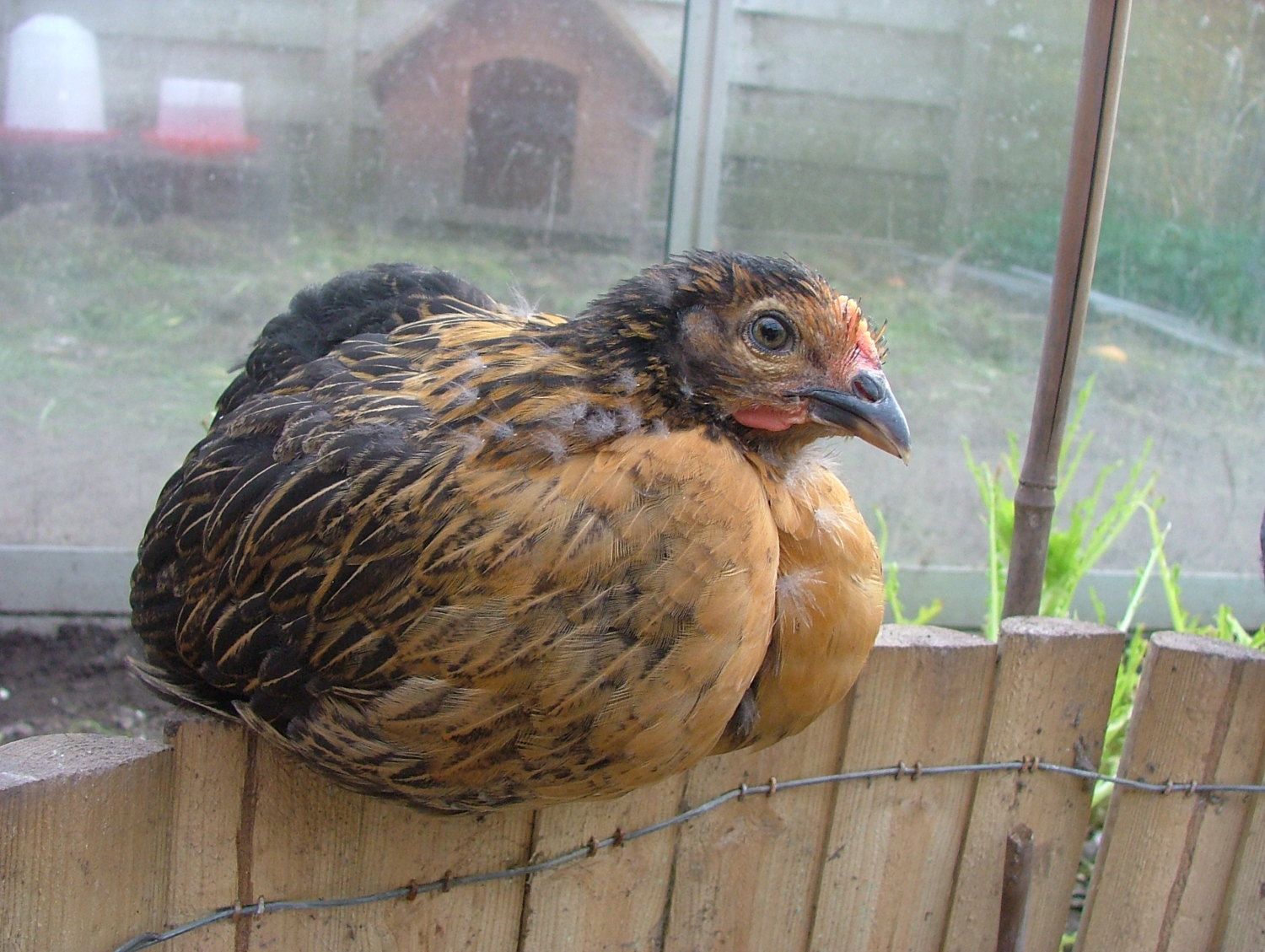 4 Chicks -2 Harco, 2 Isa Brown, need confirmation on sex | Page 2 ...