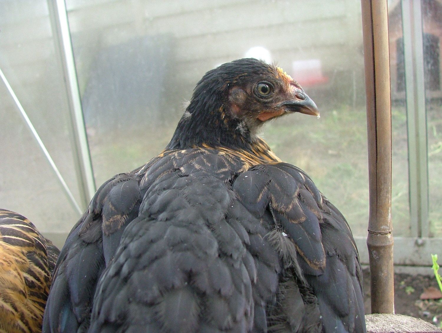 4 Chicks -2 Harco, 2 Isa Brown, need confirmation on sex | Page 2 ...