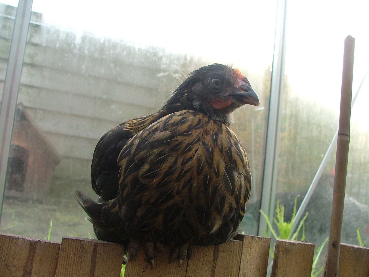 4 Chicks -2 Harco, 2 Isa Brown, need confirmation on sex | Page 2 ...