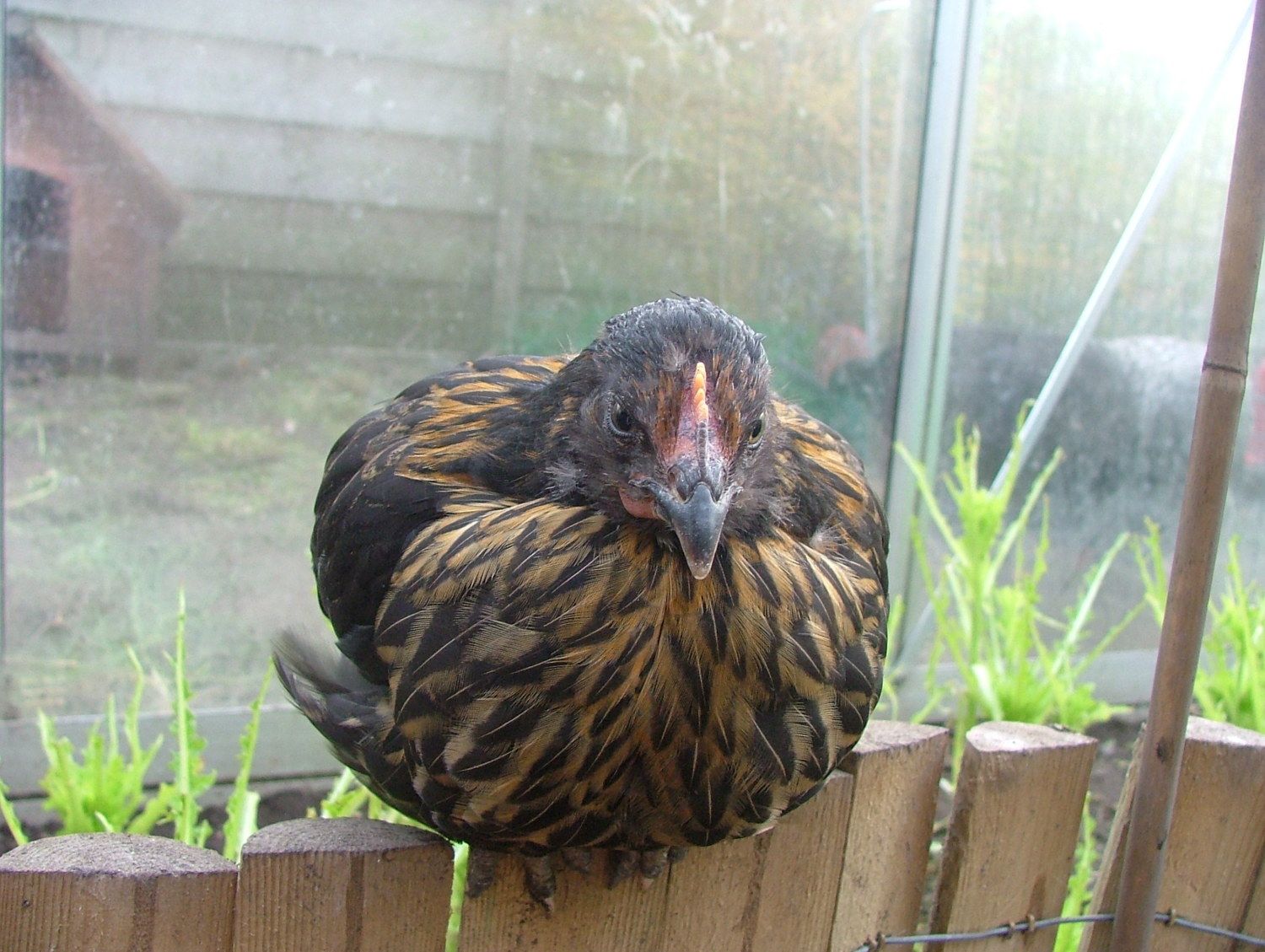 4 Chicks -2 Harco, 2 Isa Brown, need confirmation on sex | Page 2 ...