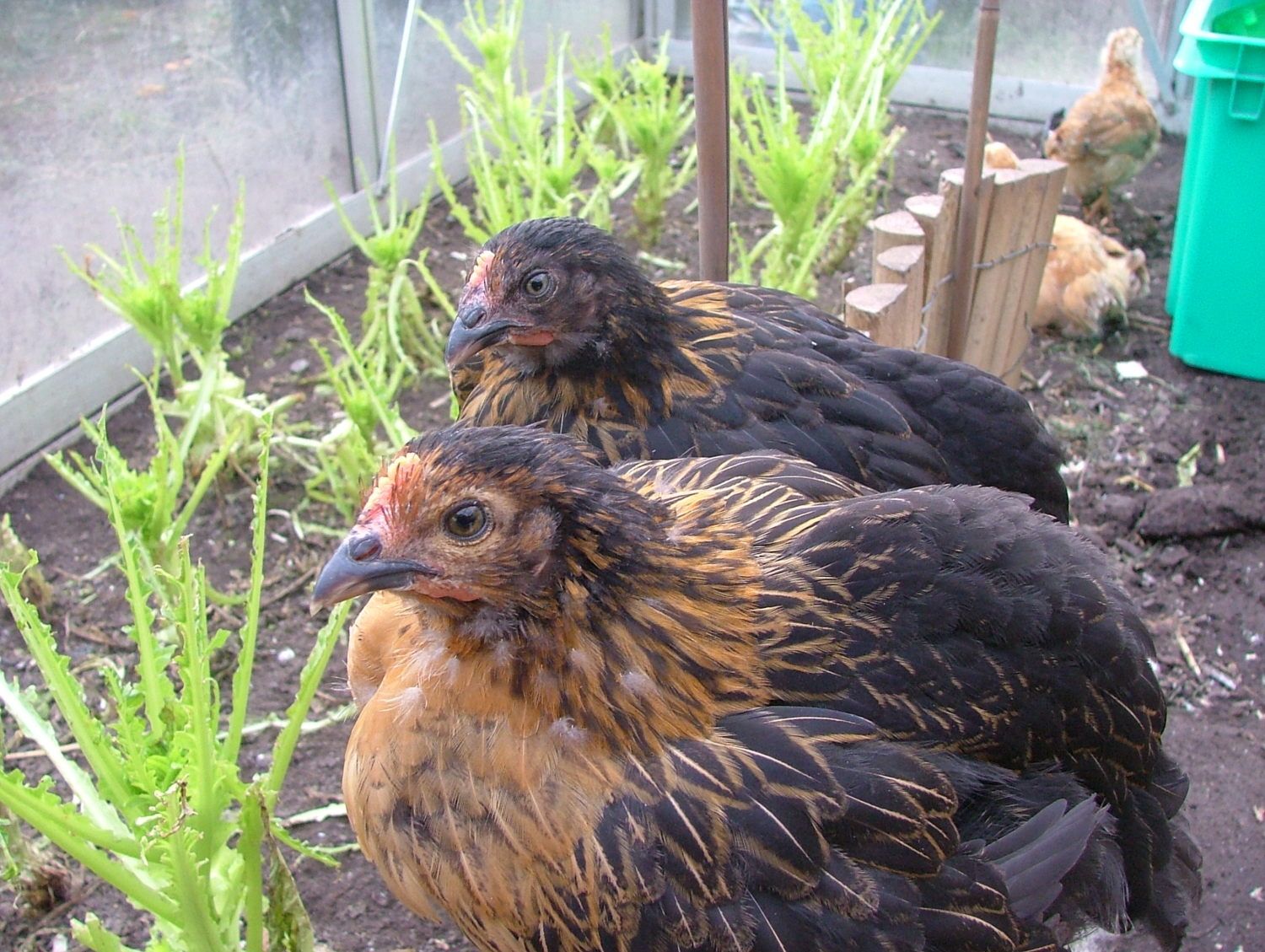 4 Chicks -2 Harco, 2 Isa Brown, need confirmation on sex | Page 2 ...