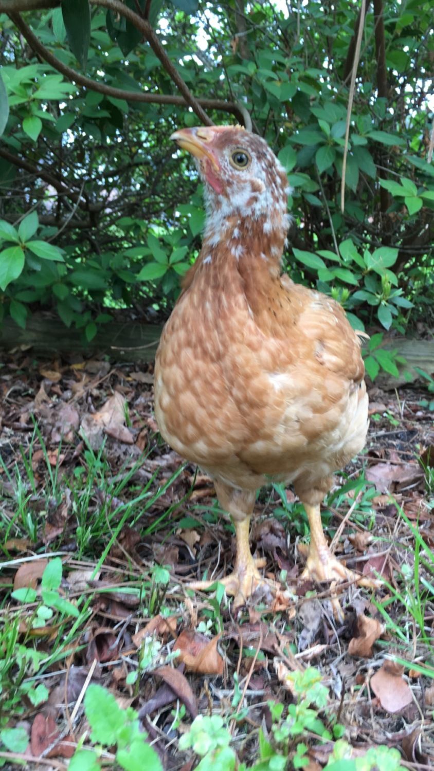 4 Chicks -2 Harco, 2 Isa Brown, need confirmation on sex | Page 2 ...