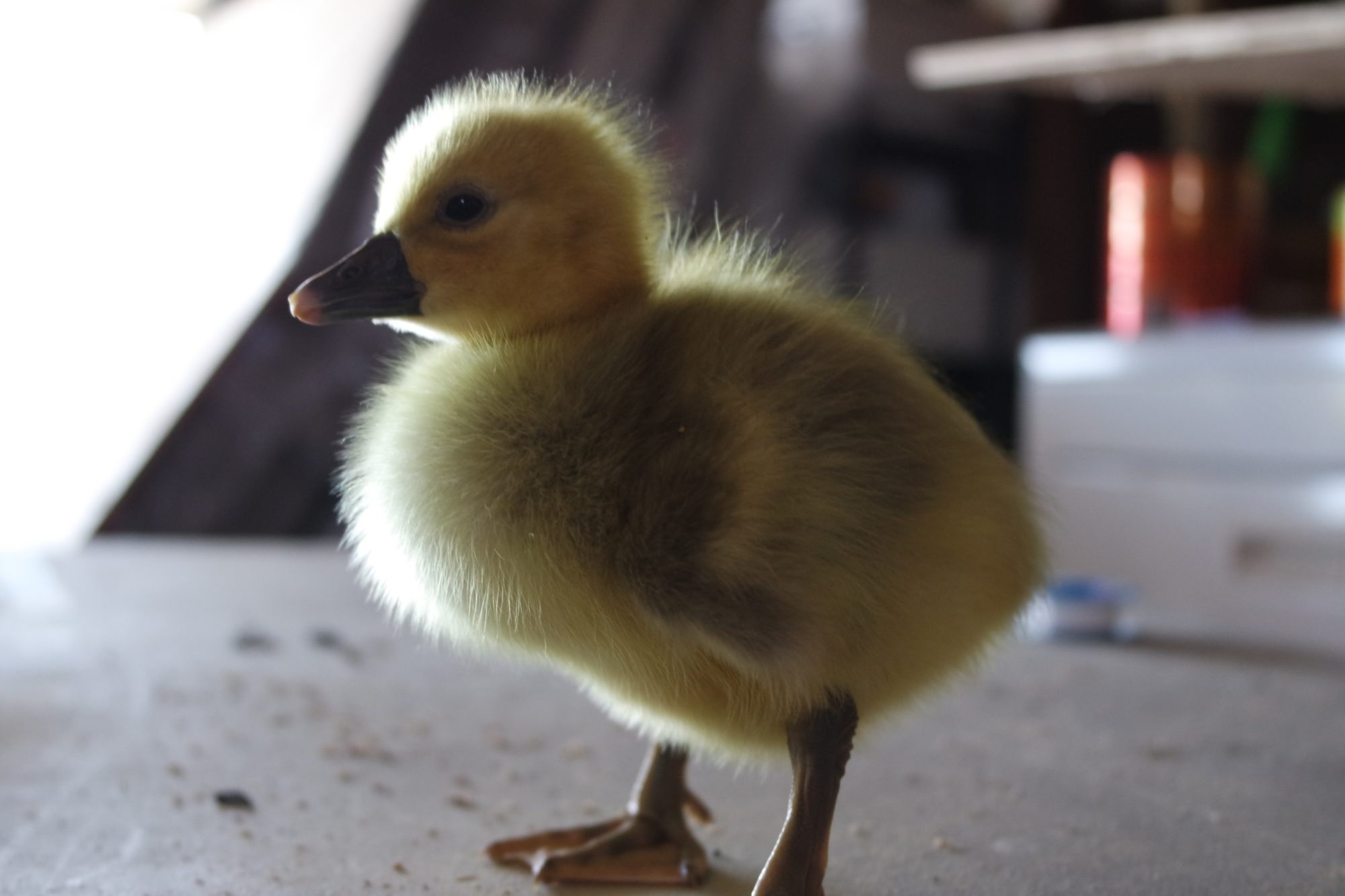 What kind of Goslings? | BackYard Chickens - Learn How to Raise Chickens