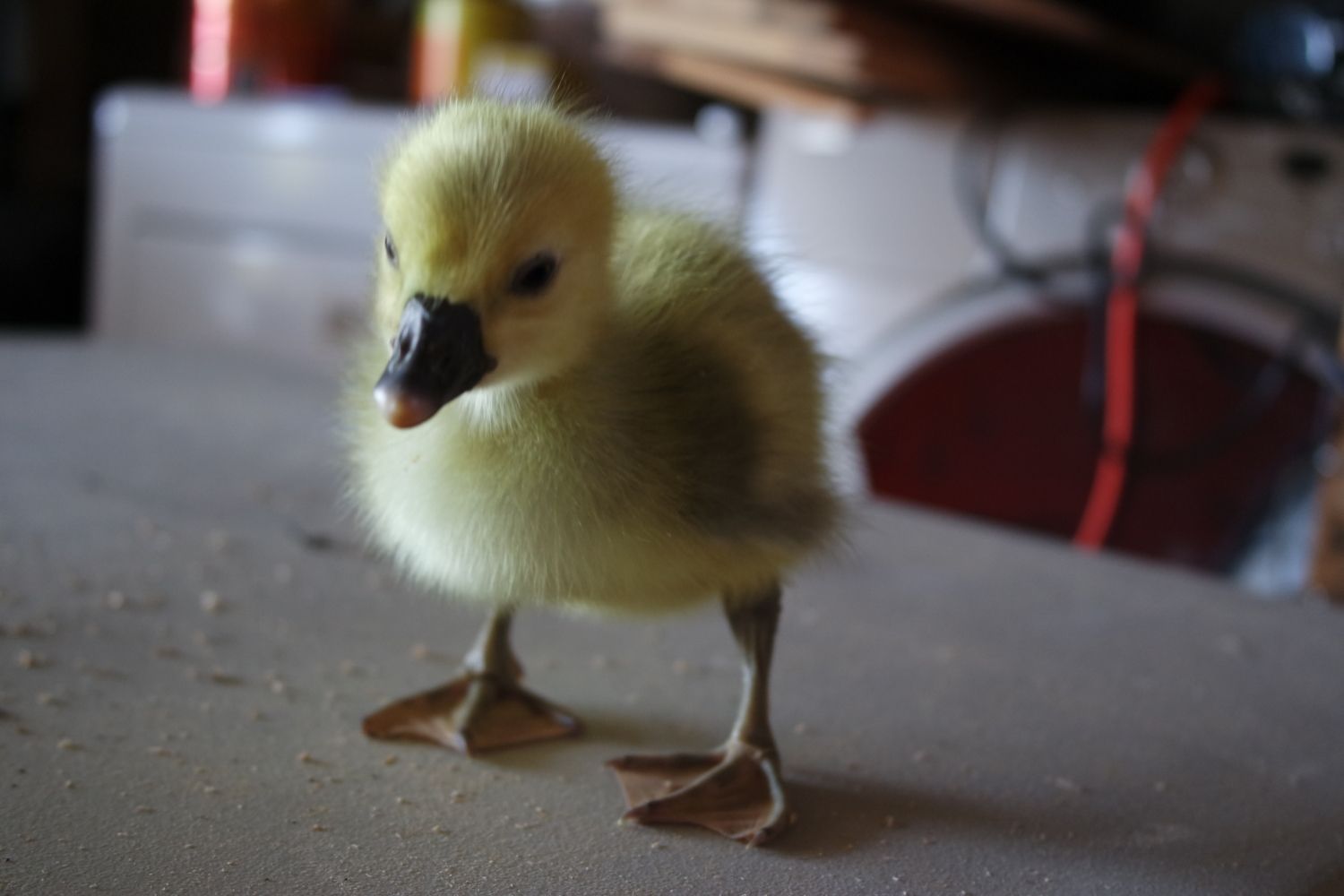 What kind of Goslings? | BackYard Chickens - Learn How to Raise Chickens