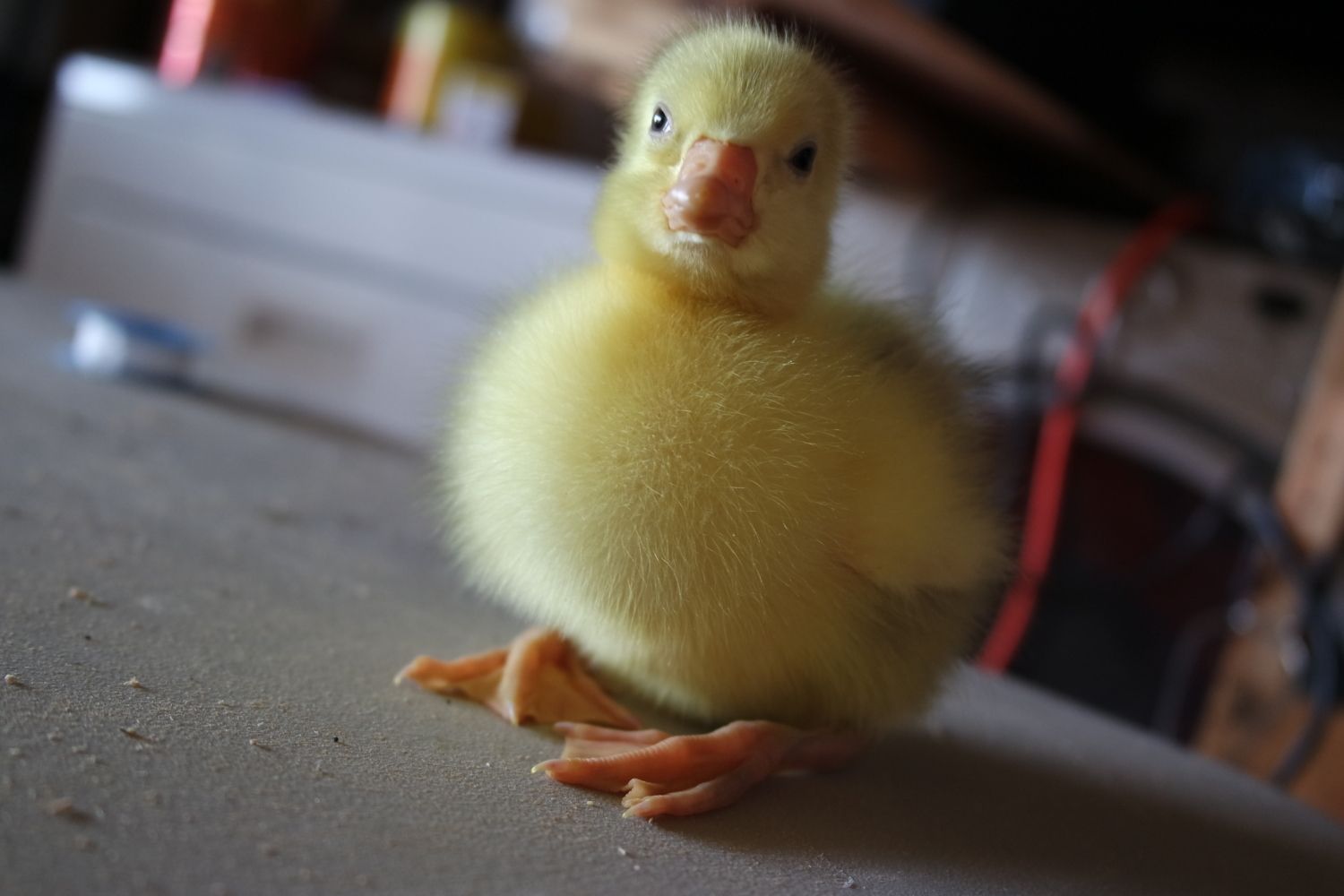 What kind of Goslings? | BackYard Chickens - Learn How to Raise Chickens