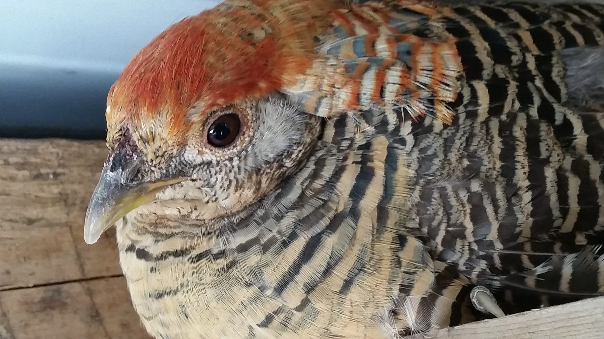 Red Golden Pheasant Breeding Problems Page 2 Backyard Chickens Learn How To Raise Chickens