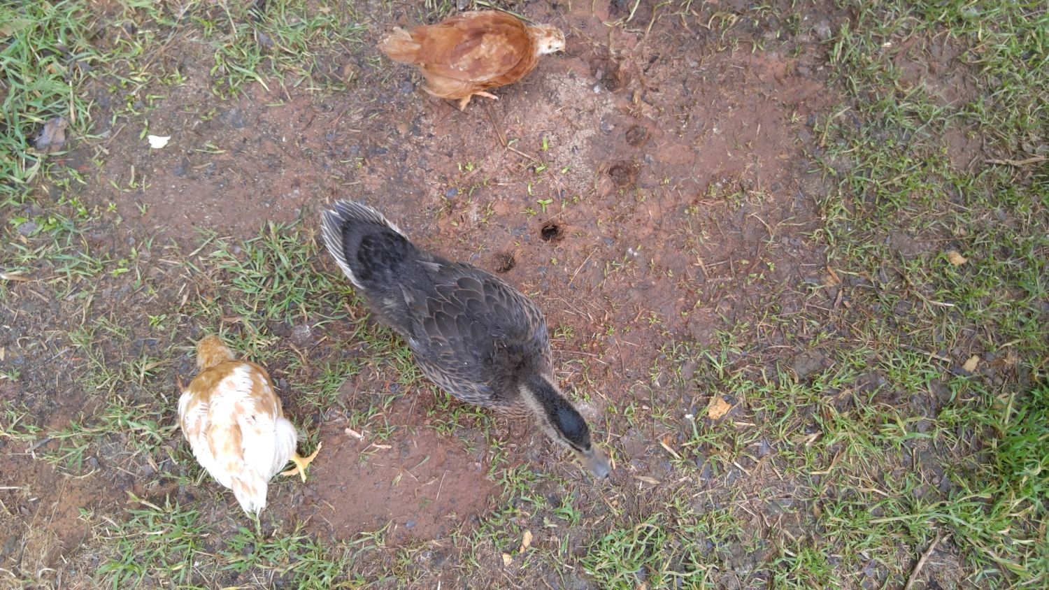 Sexing My Rouen Ducklings Backyard Chickens Learn How To Raise Chickens
