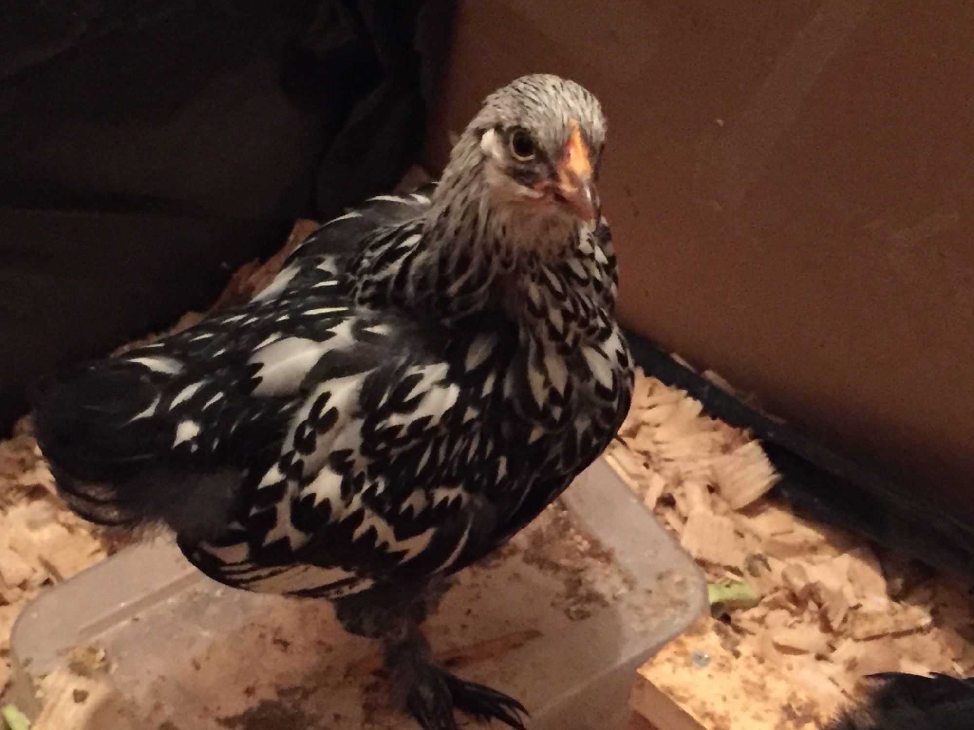 Cochin male or female? | BackYard Chickens - Learn How to Raise Chickens