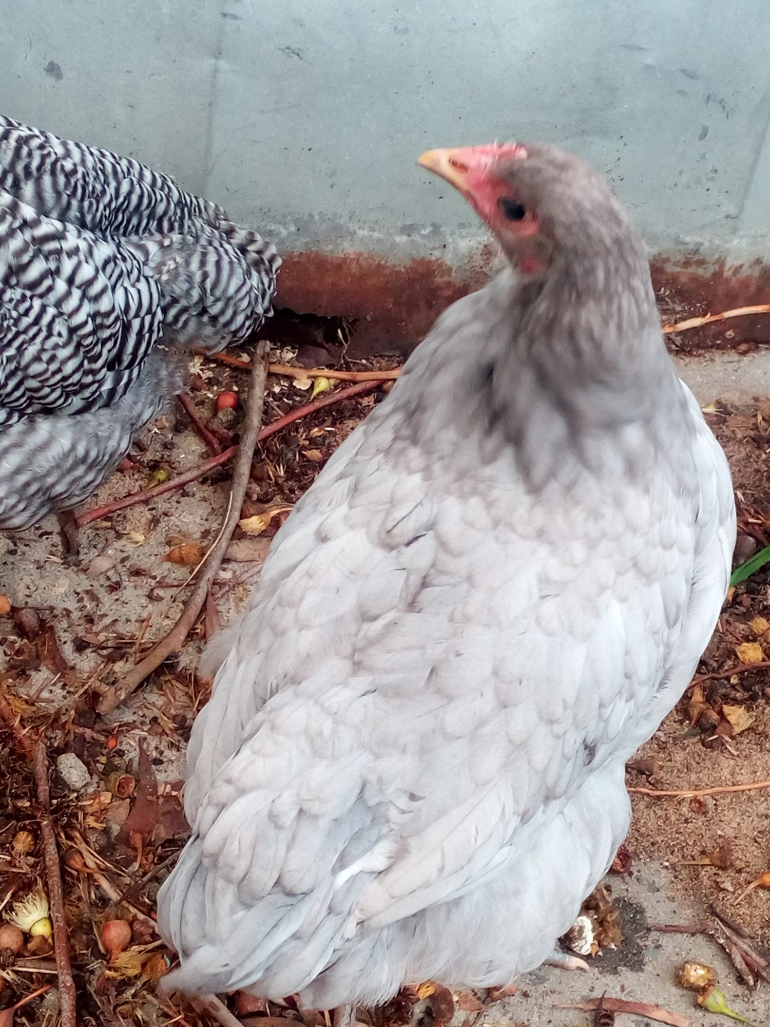 Splash Australorp - boy or girl? | BackYard Chickens - Learn How to ...