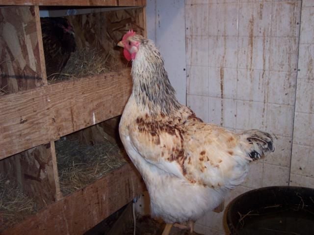 color Genetics Del x Rhodebar | BackYard Chickens - Learn How to Raise ...