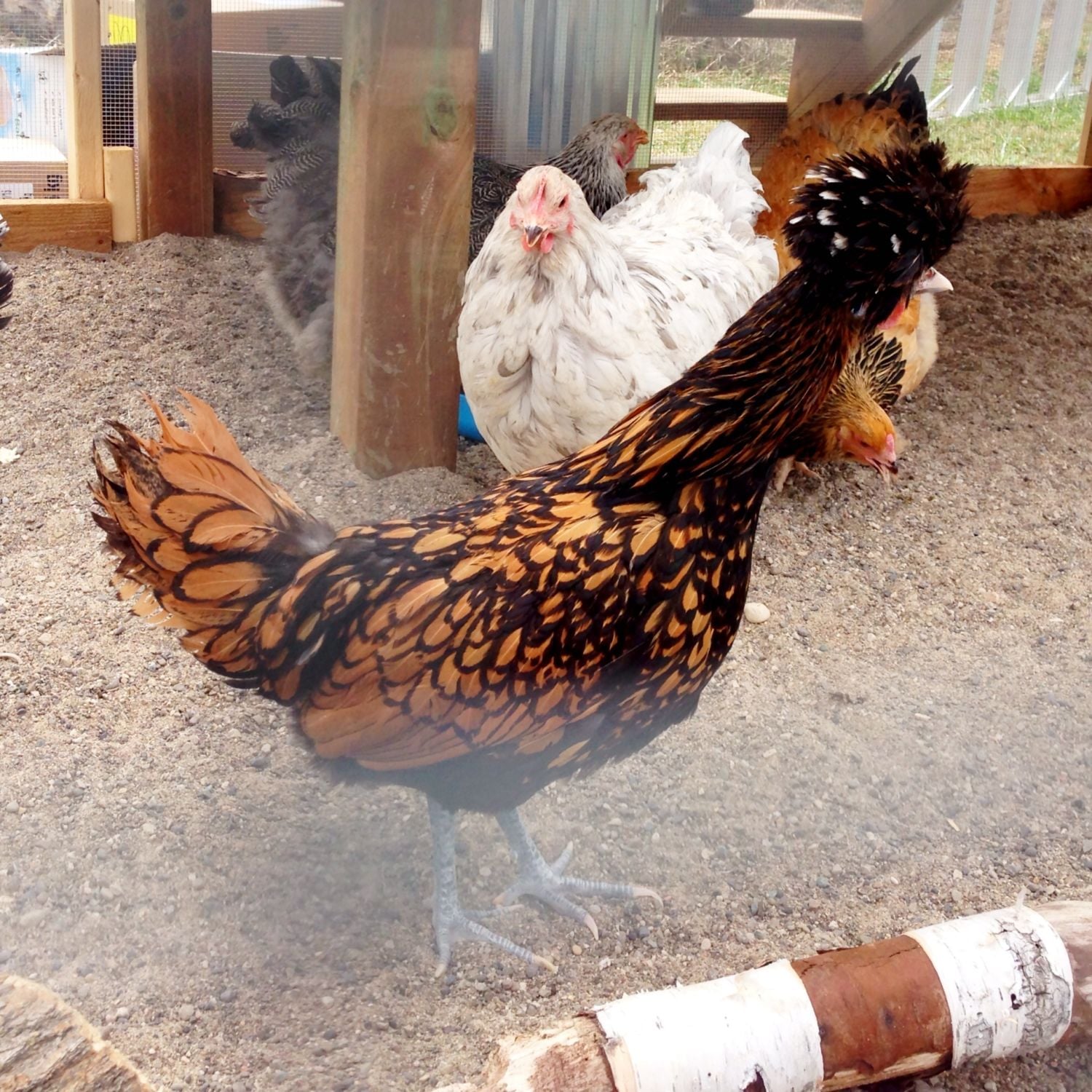 Chicken Newbie from Ontario Canada | BackYard Chickens - Learn How to ...