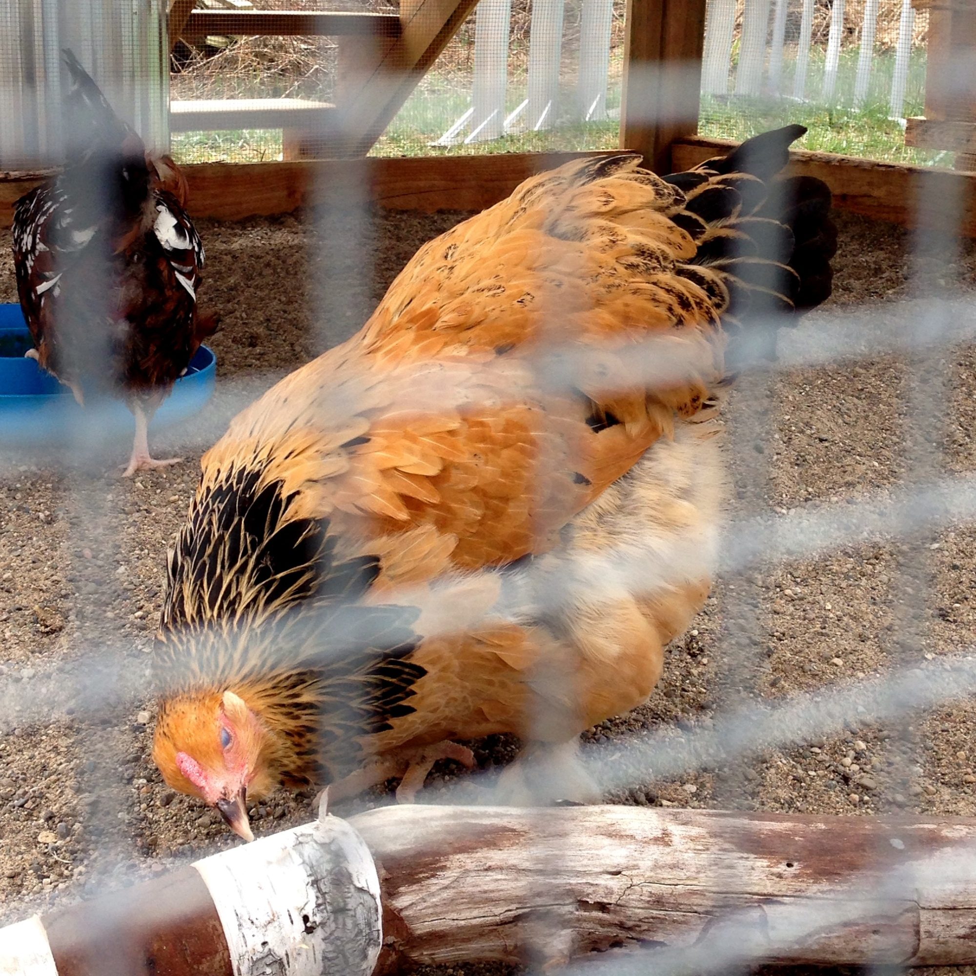 Chicken Newbie from Ontario Canada | BackYard Chickens - Learn How to ...