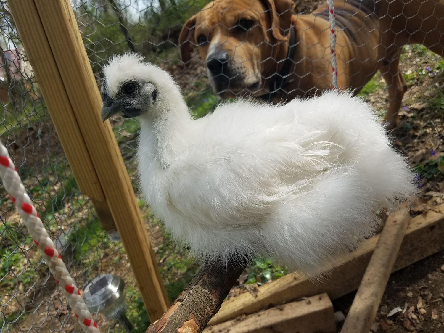 Silkie Roo or Hen? | BackYard Chickens - Learn How to Raise Chickens