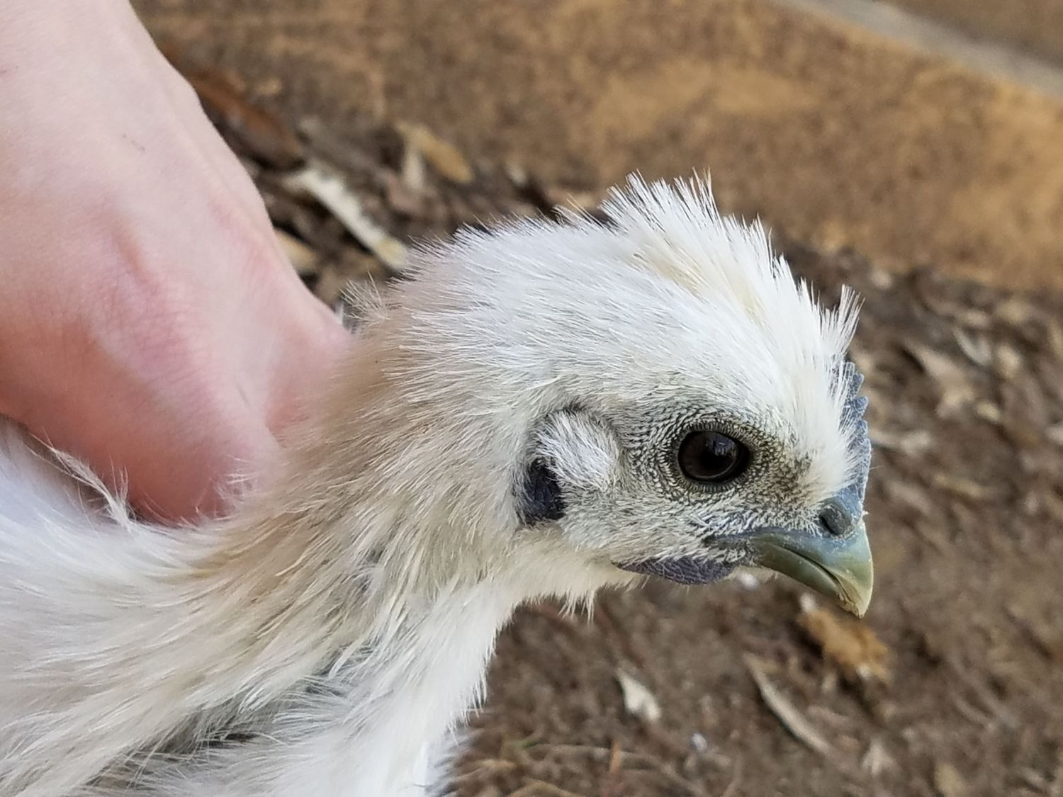 Silkie Roo or Hen? | BackYard Chickens - Learn How to Raise Chickens